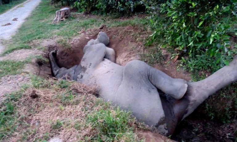 Elephant Rescue Operation at Hattigor Tea Estate – APPL Foundation